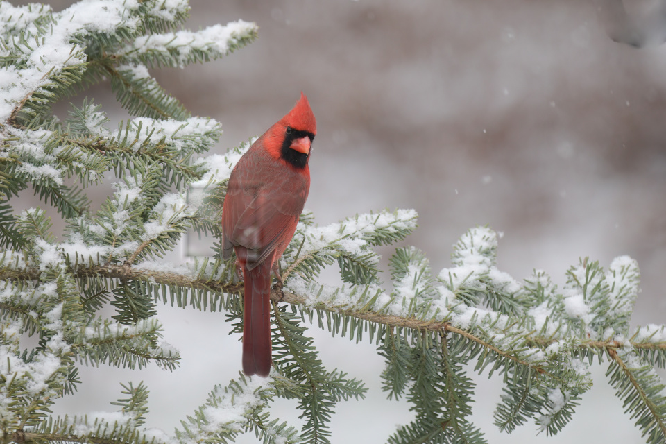 Oopsie | dbifulco | Blipfoto