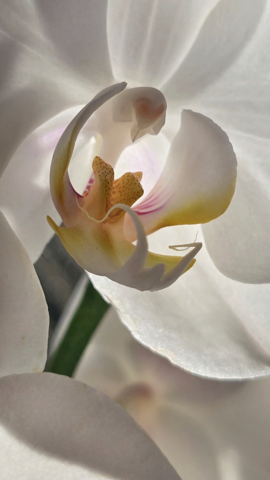 Beautifully backlit | LizMBpics | Blipfoto