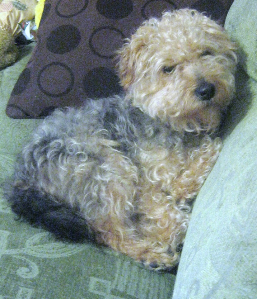 St. George & ......... | Petsat51 | Blipfoto