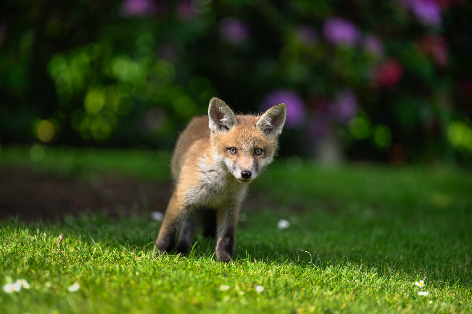 Fox cub | NickyR | Blipfoto