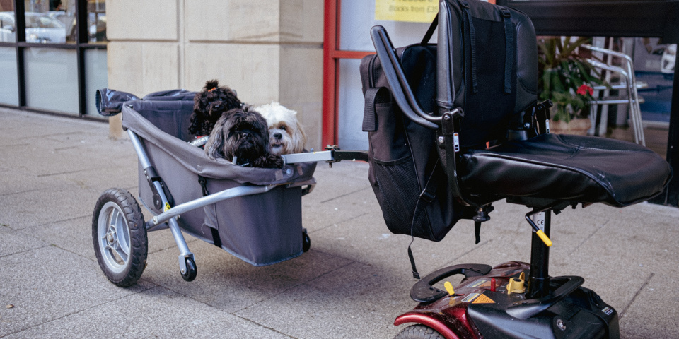 Dog chariot | Pigeons | Blipfoto