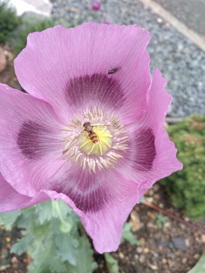 Poppy | hebsauntyval | Blipfoto