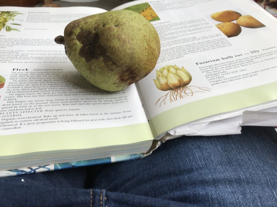 Bad Pear day. | Pomona | Blipfoto