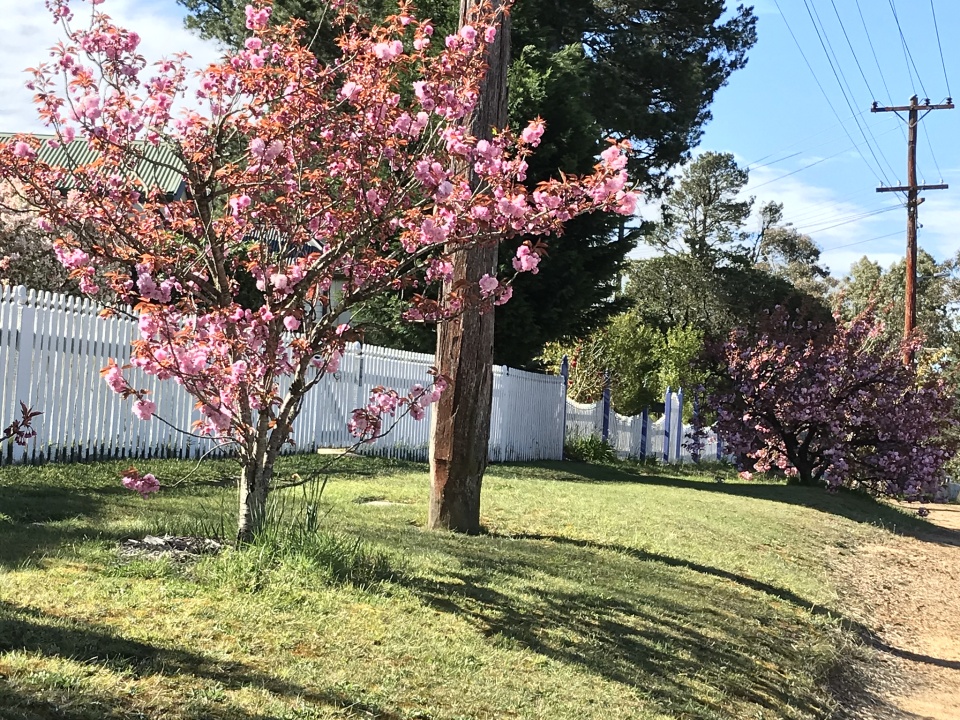 Ornamental cherry trees | Pomona | Blipfoto