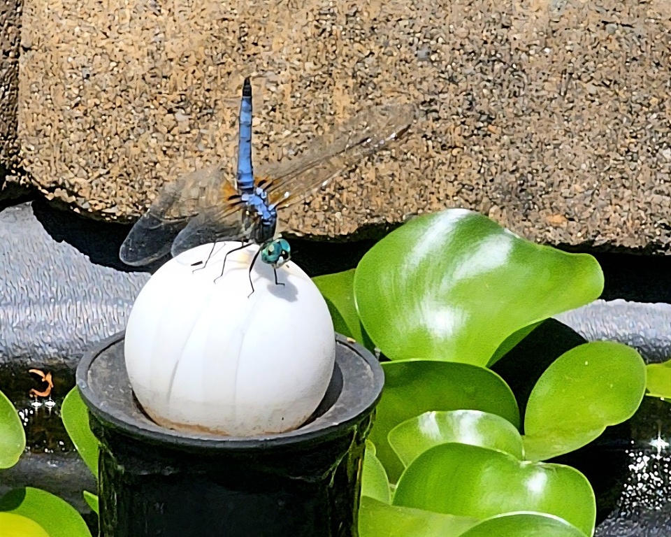 Blue Dasher on a Ping Pong Ball | RonaldBerry | Blipfoto