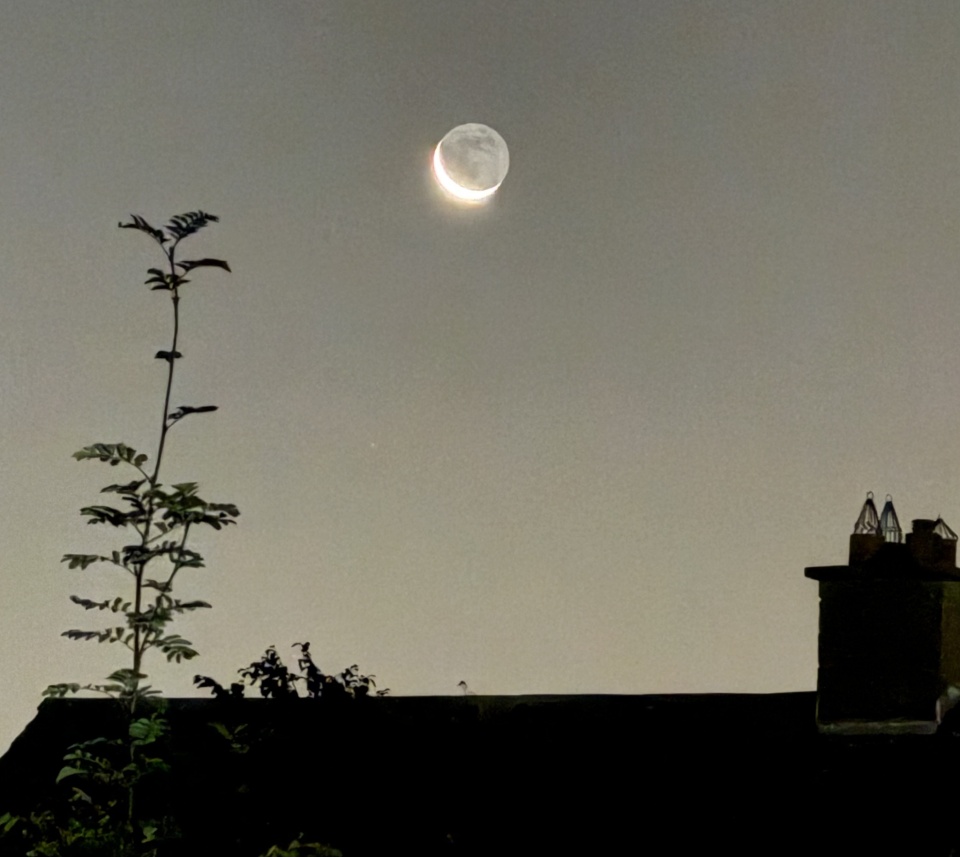 BEAUTIFUL CRESTED MOON THISMORNING | sunflower | Blipfoto