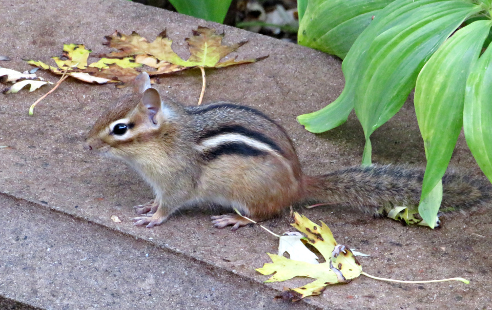 Chipmunk Friday | lindee | Blipfoto