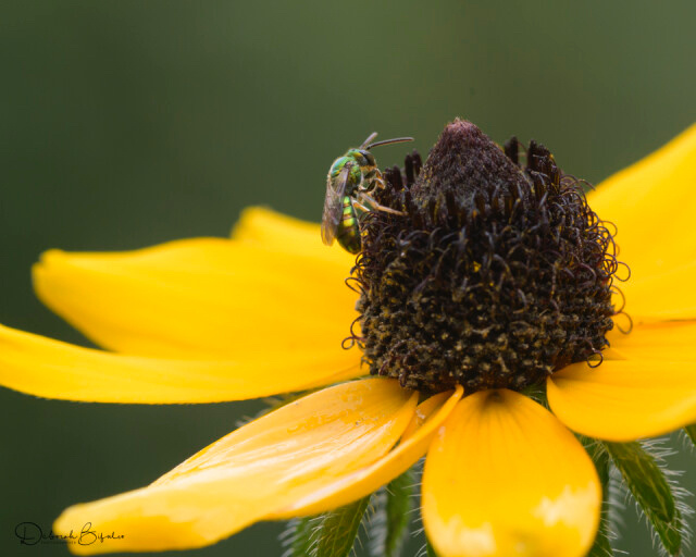 Pure | dbifulco | Blipfoto