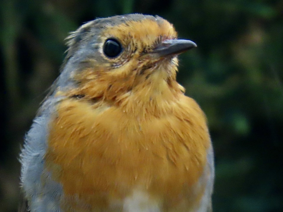 ROBIN. | Larchlea | Blipfoto