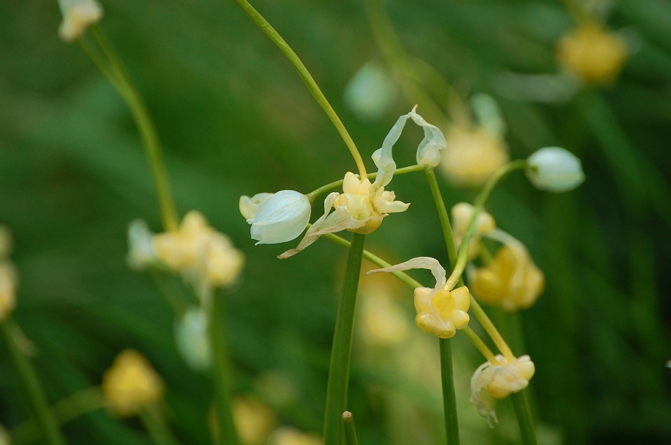 Few-flowered Leek | DaveH | Blipfoto