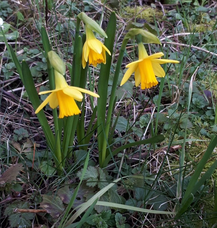 Mini daffs | Sonset25 | Blipfoto