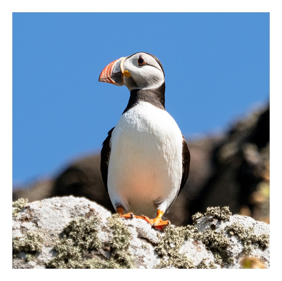 Puffin in profile | Shadowsans | Blipfoto
