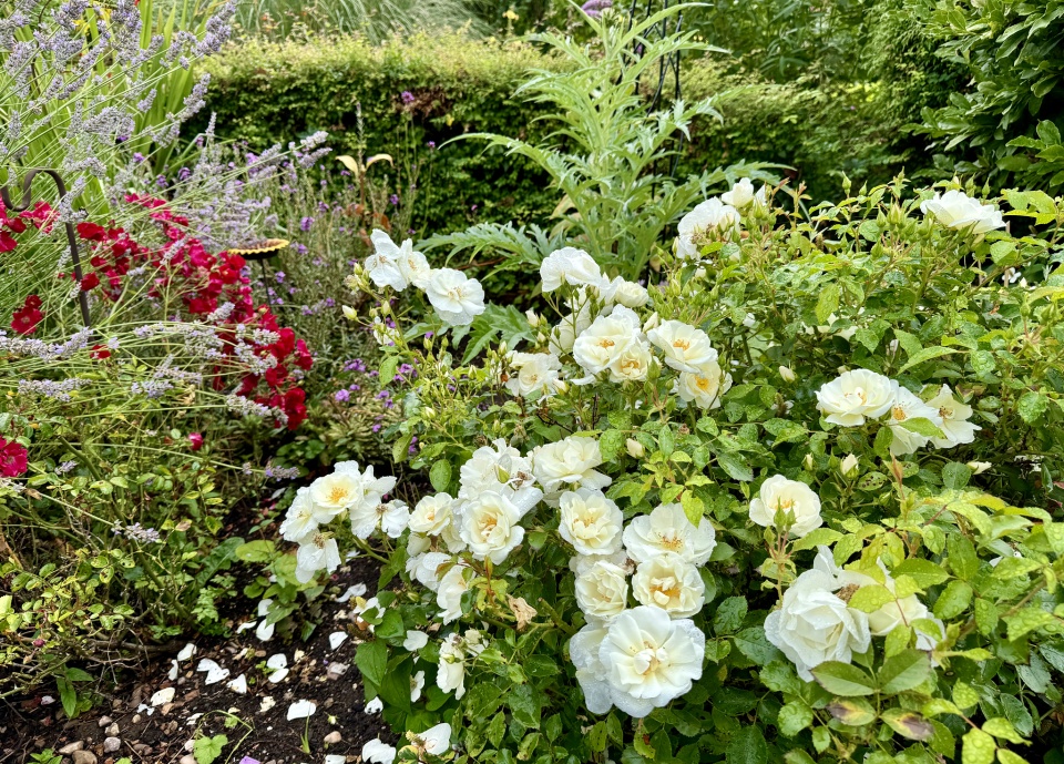 My white shrub roses just keep on flowering. | biddy | Blipfoto