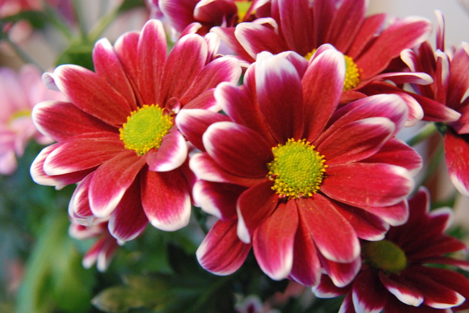 Flower power... | Remus | Blipfoto