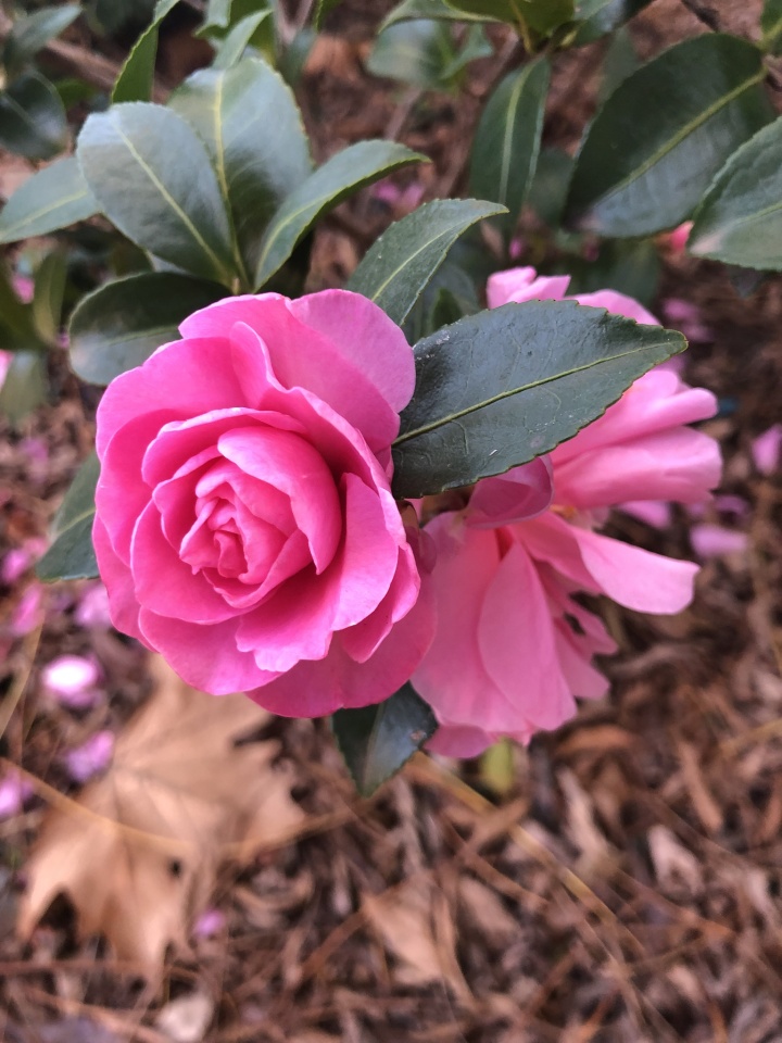 Friday | 59 | Blipfoto