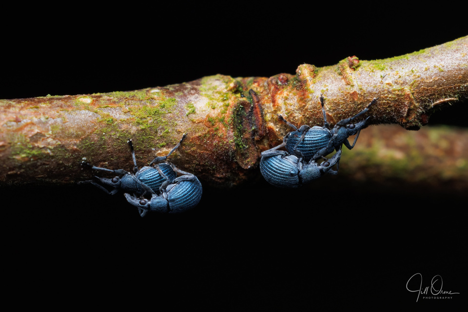 Diffuse | JDO | Blipfoto