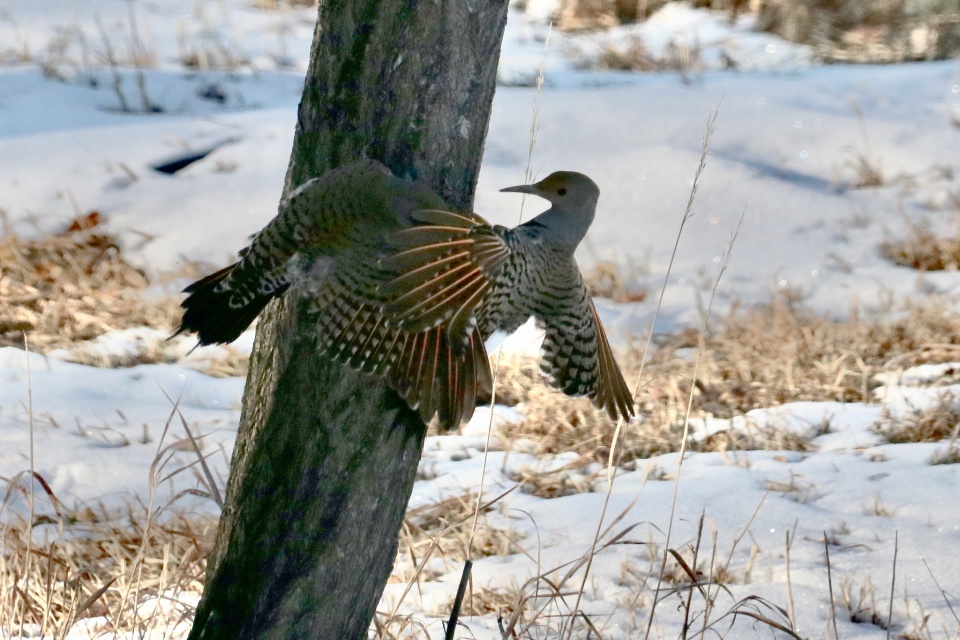 Flicker fling | stillandknow | Blipfoto