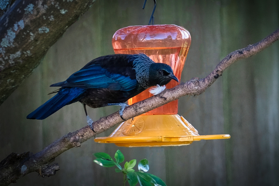 Local... | Miffy | Blipfoto