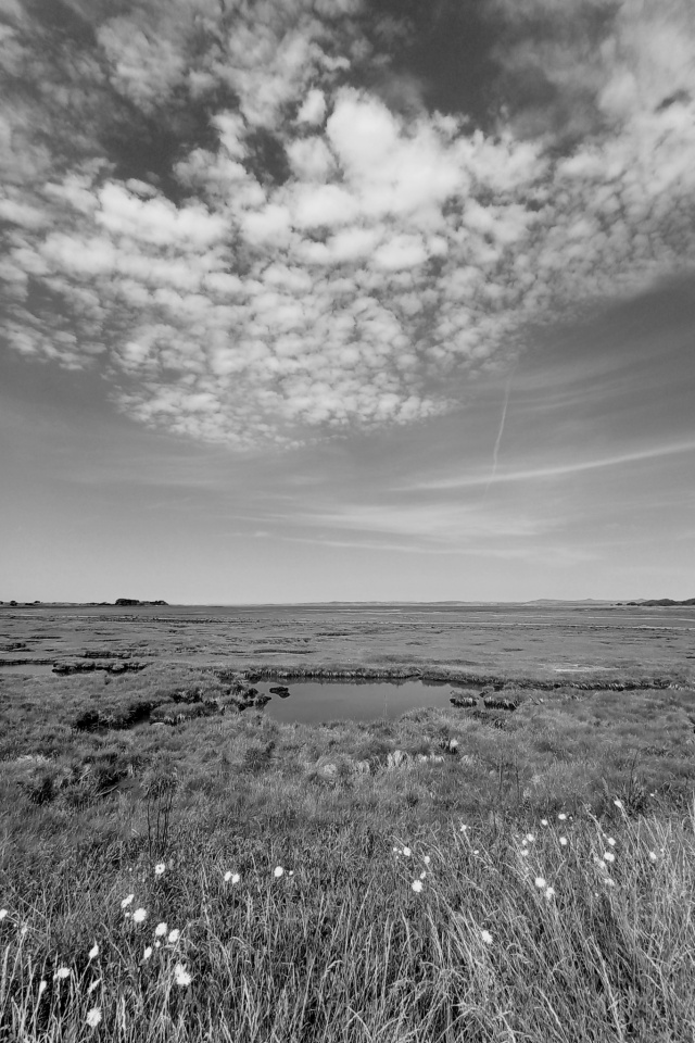 Howard | middleman | Blipfoto