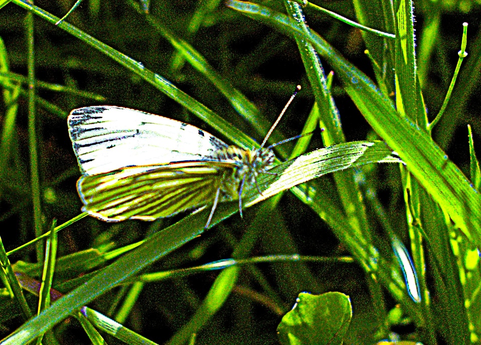 My first butterfly. | JeanSnaps | Blipfoto