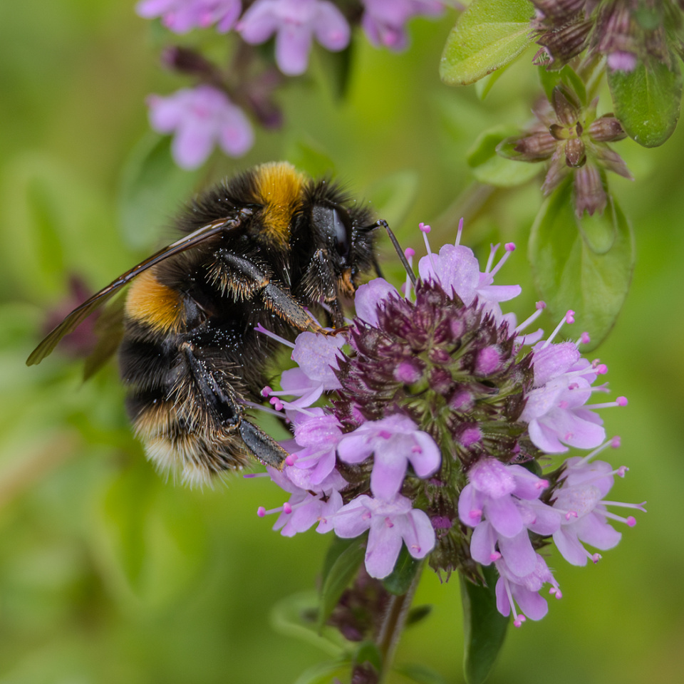 A Busy Bee | Bom | Blipfoto
