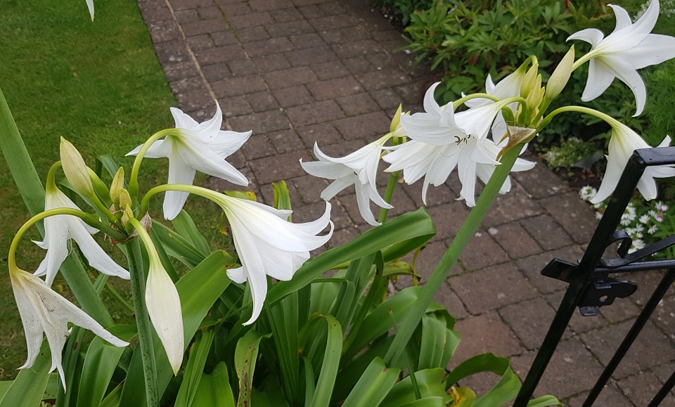 Crinum powellii 'Album' | vince193 | Blipfoto
