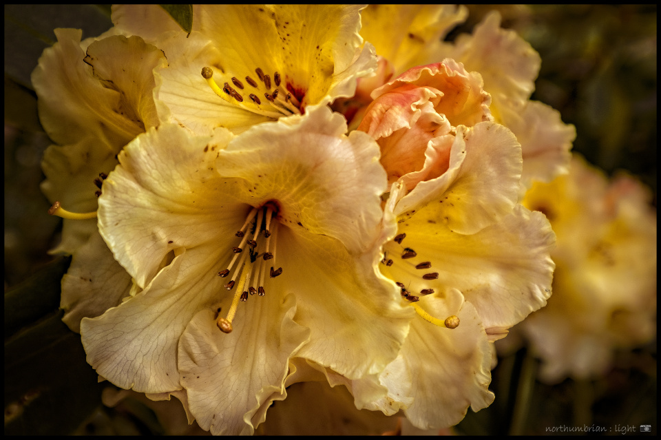 Rhododendron ... | RobinDown | Blipfoto