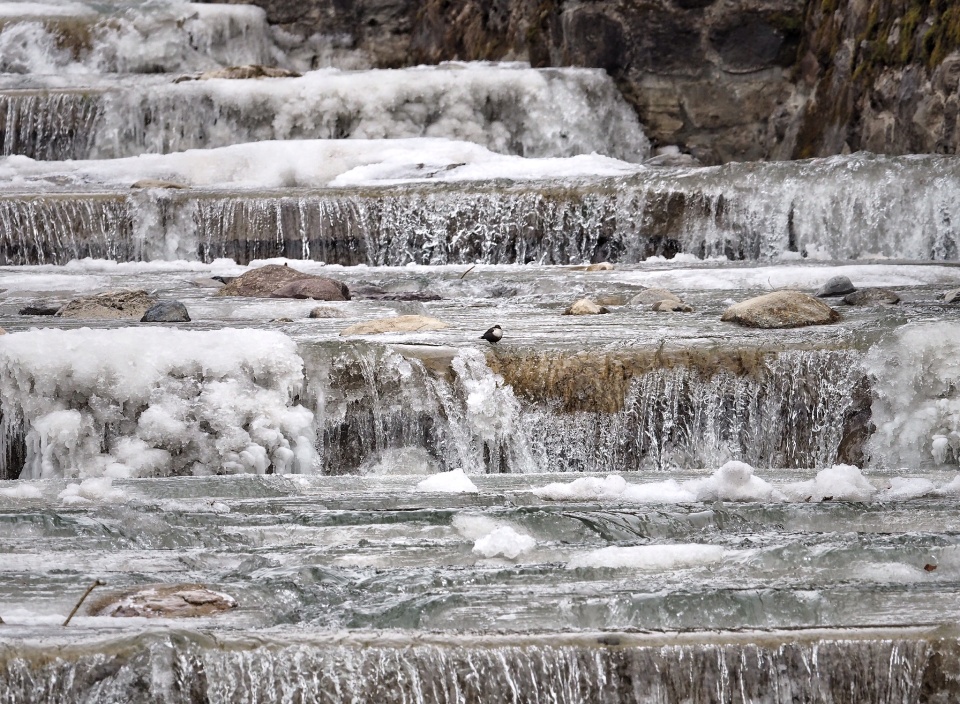 Dipper on Ice | HilarysView | Blipfoto