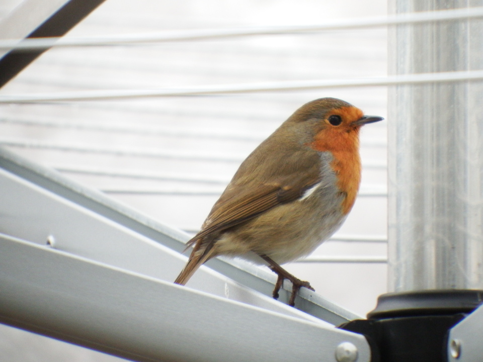 Robbie the Robin | Nickimags888 | Blipfoto