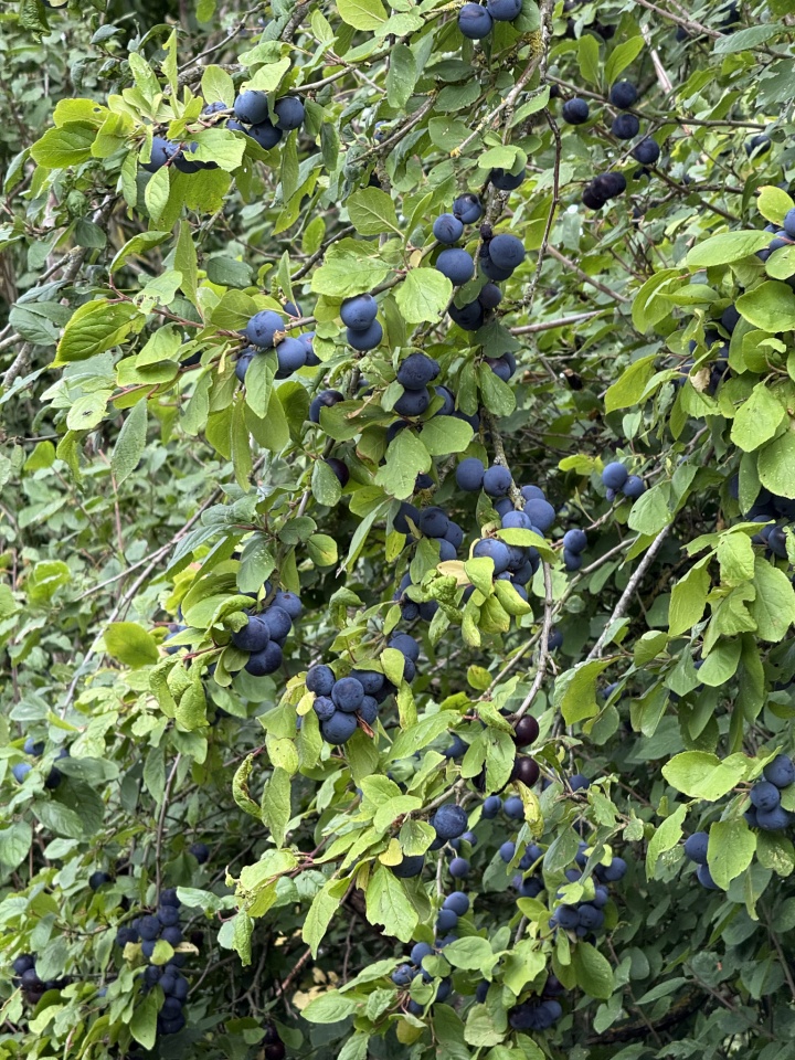 Fruitful. | Technophobe | Blipfoto