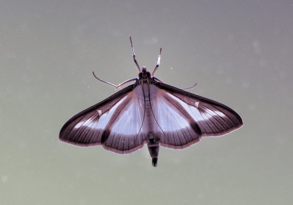 Translucent Moth | HilarysView | Blipfoto