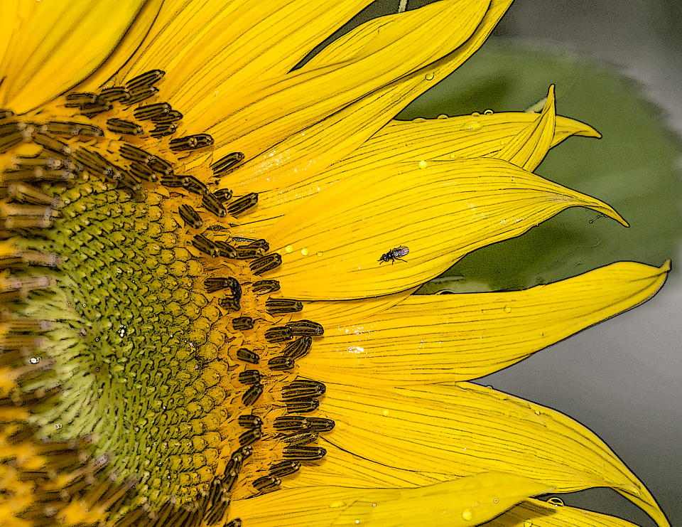 Emerging Sunflower | pplnani | Blipfoto