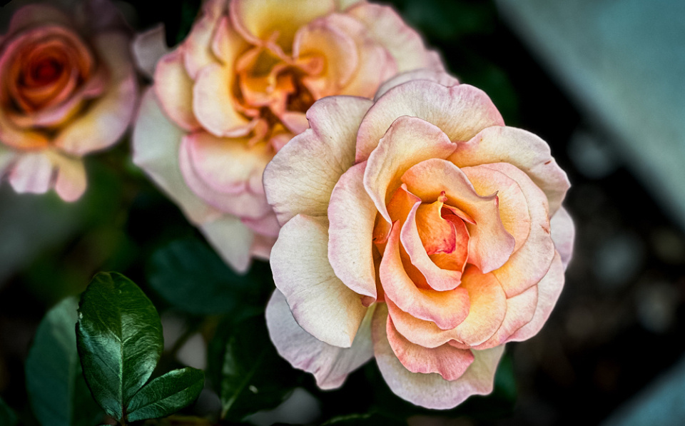 Rosa “Nelson Girls”……. | Lizimagiz | Blipfoto
