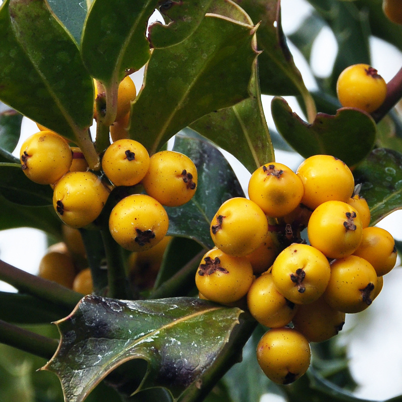 Yellow Berried Holly | EdgewoodGarden | Blipfoto