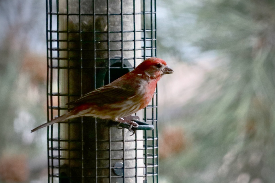I heard a hummer at the feeder... | stillandknow | Blipfoto