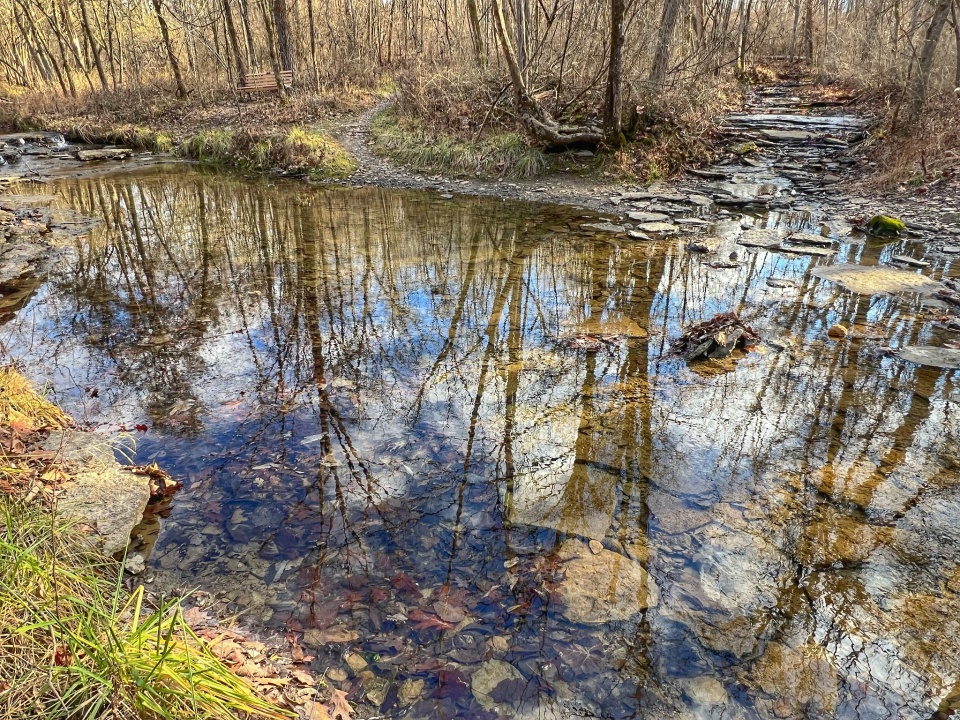Reflections in the stream | turnx3 | Blipfoto