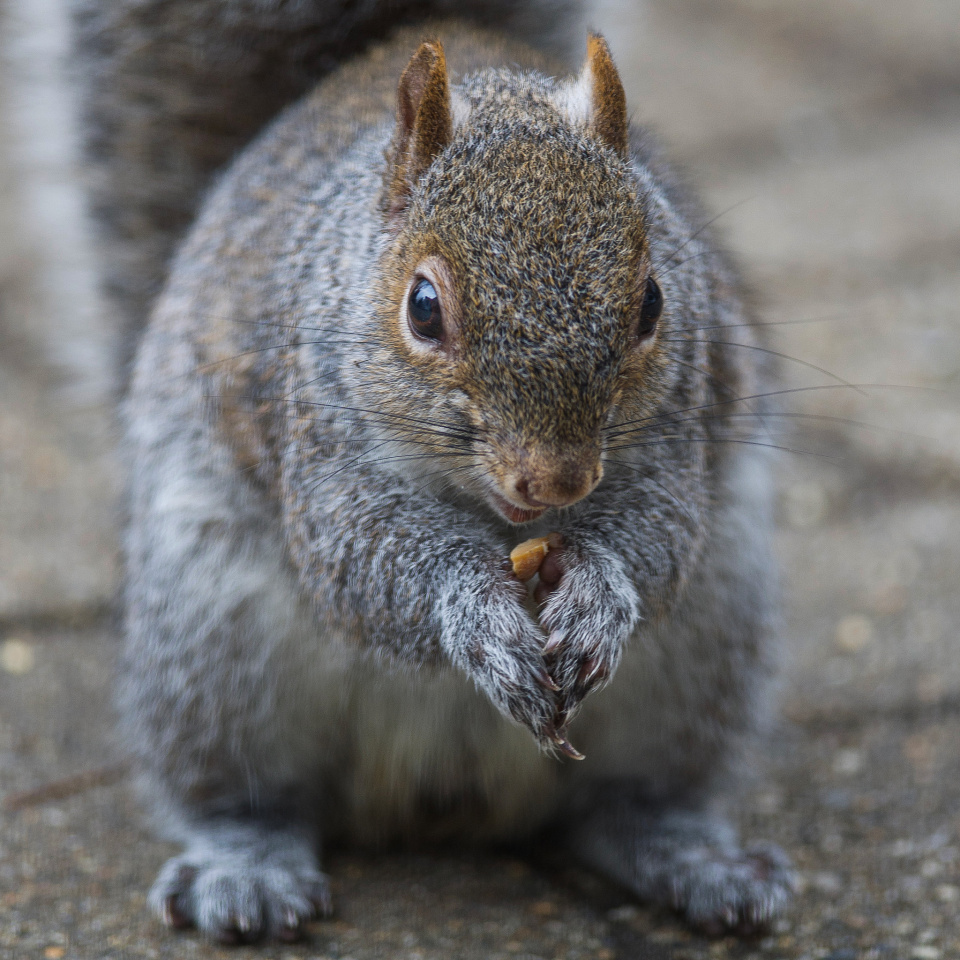 Paws and Claws | justbe | Blipfoto