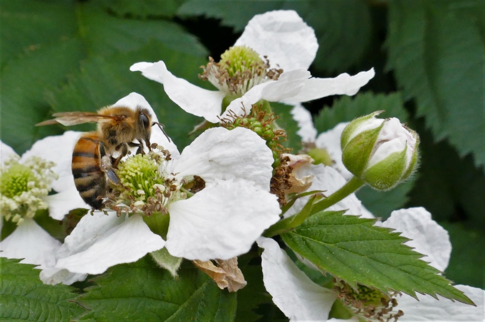 Honey Bee on Blackberry Blossom | RonaldBerry | Blipfoto