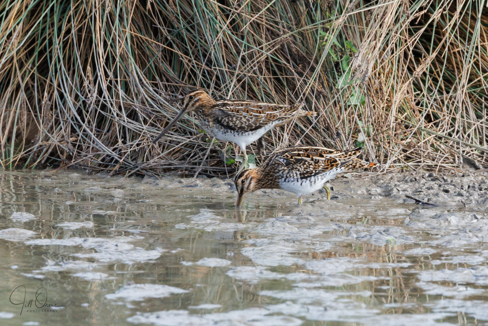 Sniping | JDO | Blipfoto