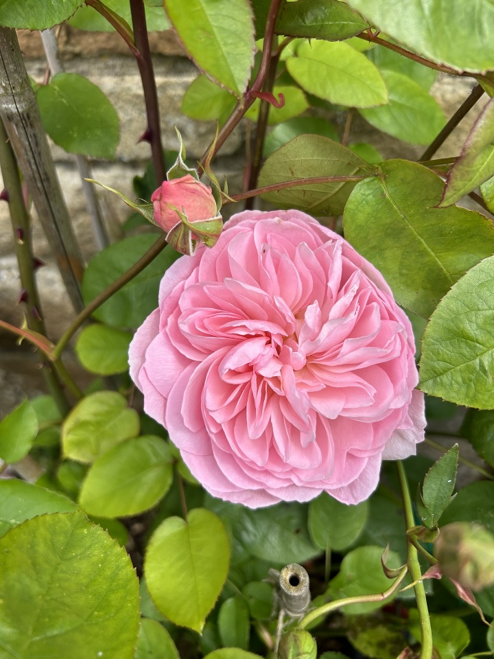 Gentle Hermione | Happyme | Blipfoto