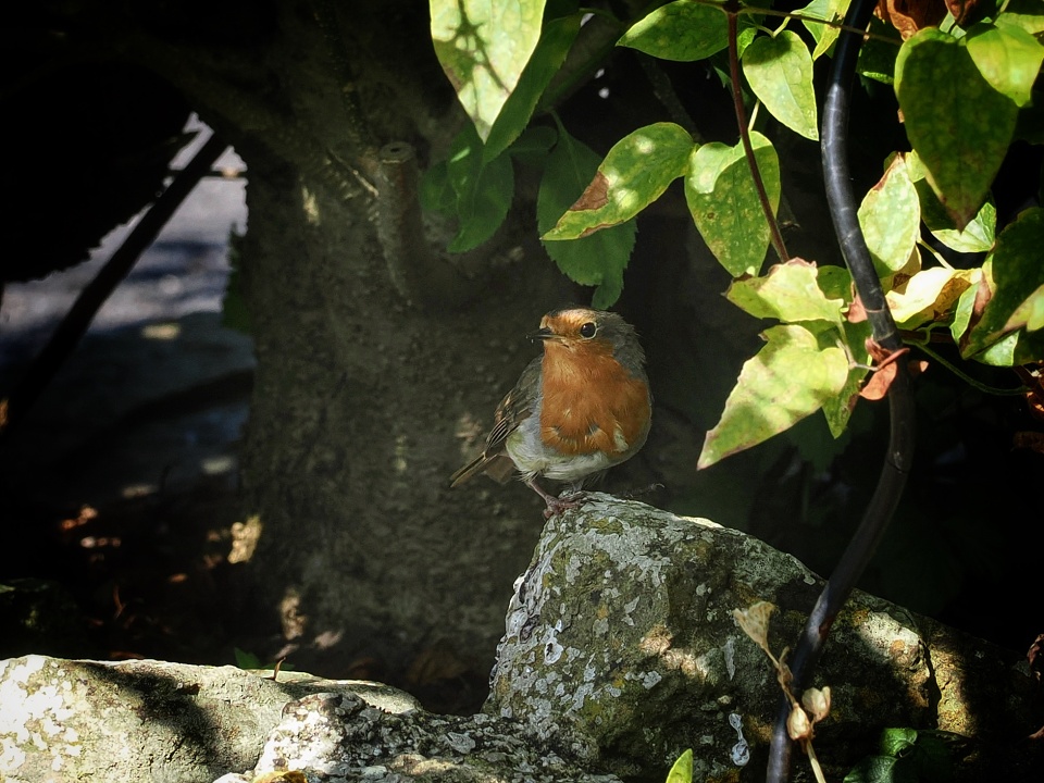 Hot Robin. | Technophobe | Blipfoto