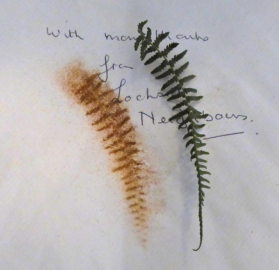 Fern shadow | Maurice1948 | Blipfoto