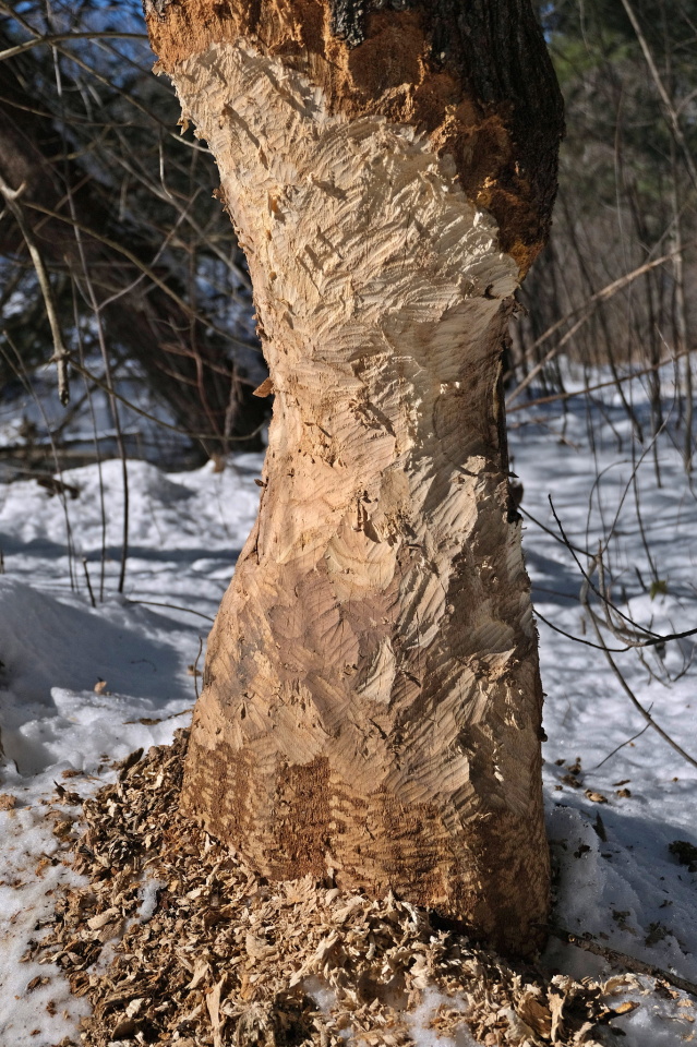 Beaver Tree | brentastic | Blipfoto