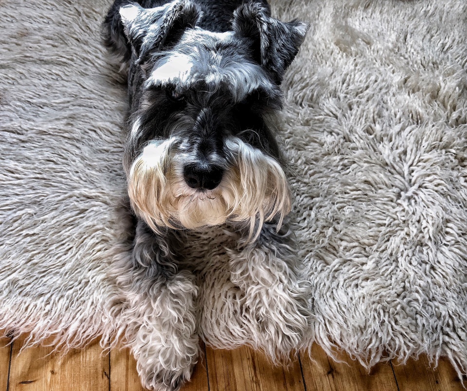 Flokati dog | LadyMarchmont | Blipfoto