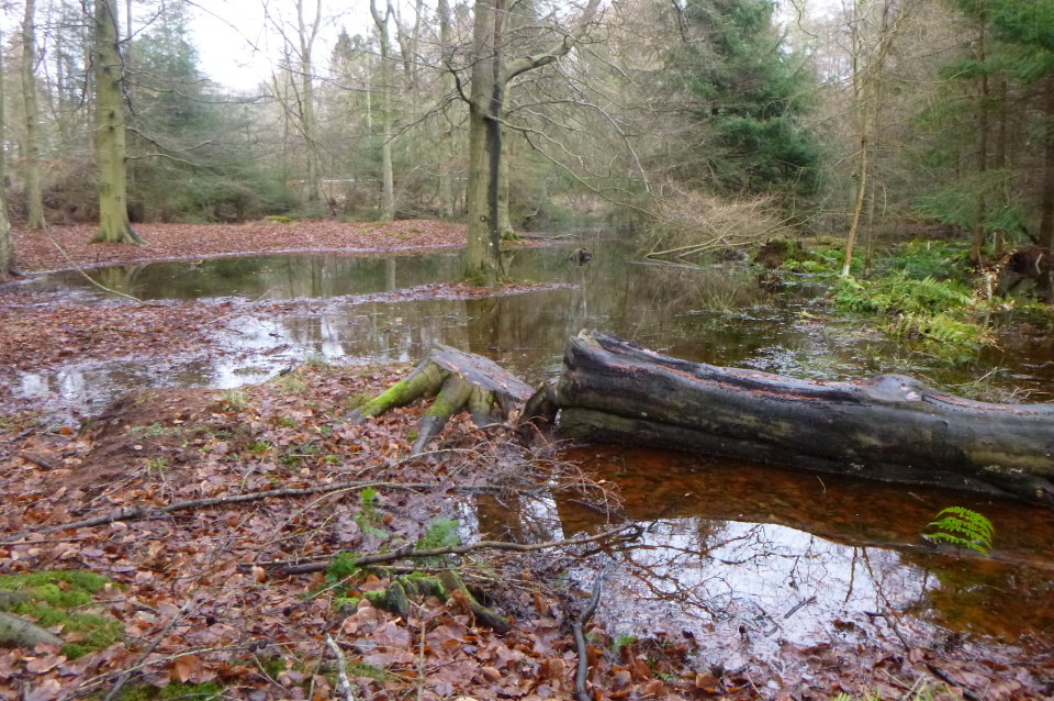 New pond | rat | Blipfoto