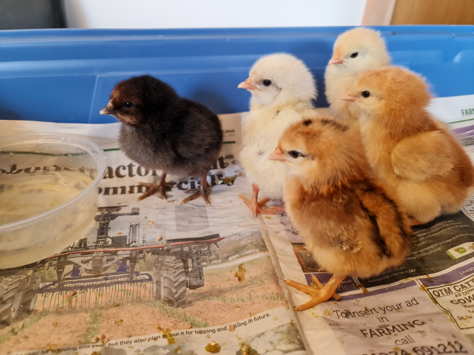 Fae Kitties Tae Chickies | ZE1Christie | Blipfoto