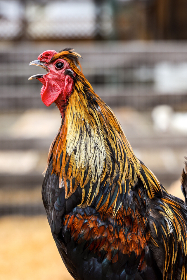 Foghorn Leghorn | Lysle_Photo | Blipfoto