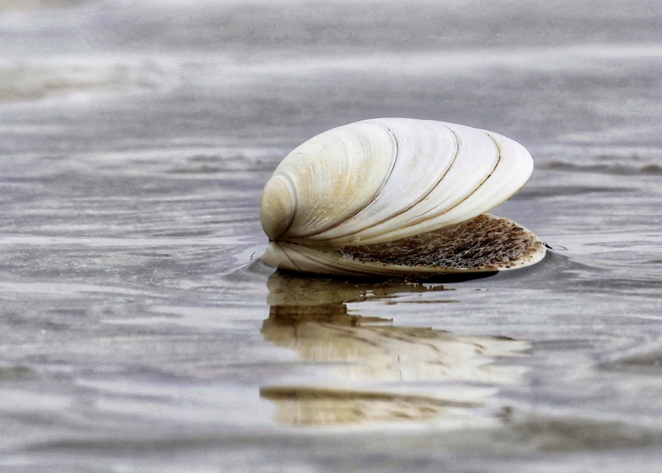 Baltic Tellin | gallusboy | Blipfoto
