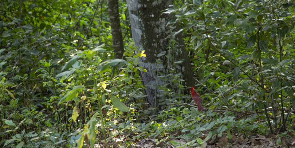 Cardinal | bugsman | Blipfoto