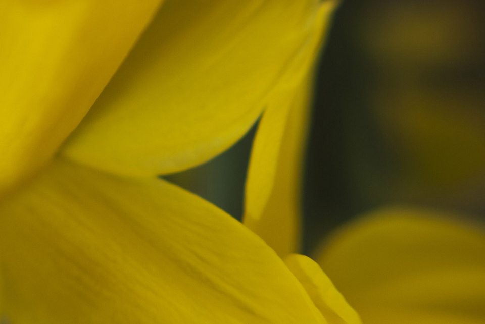 Daffodil shapes | hpx | Blipfoto